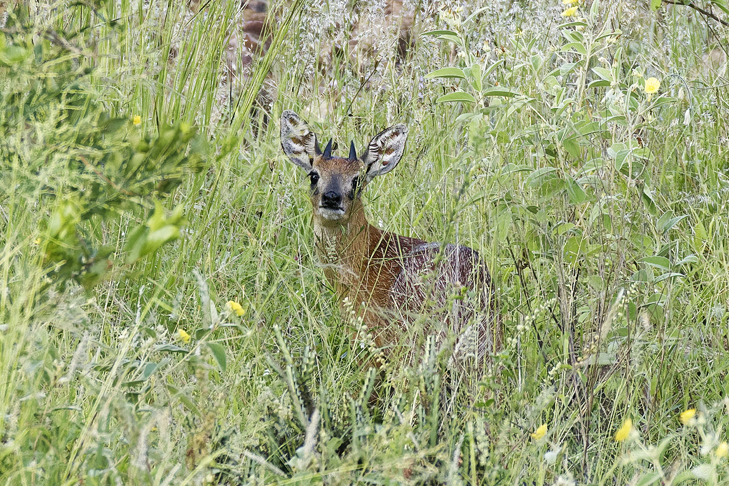 Sharpe's Grysbok by Frank Golding - BirdGuides