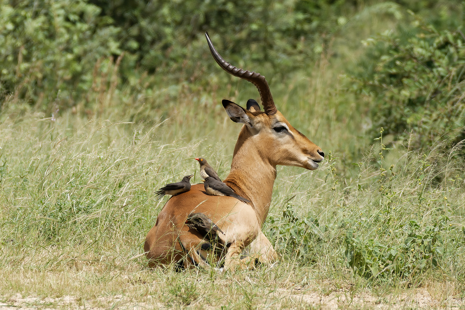 Impala by Frank Golding - BirdGuides