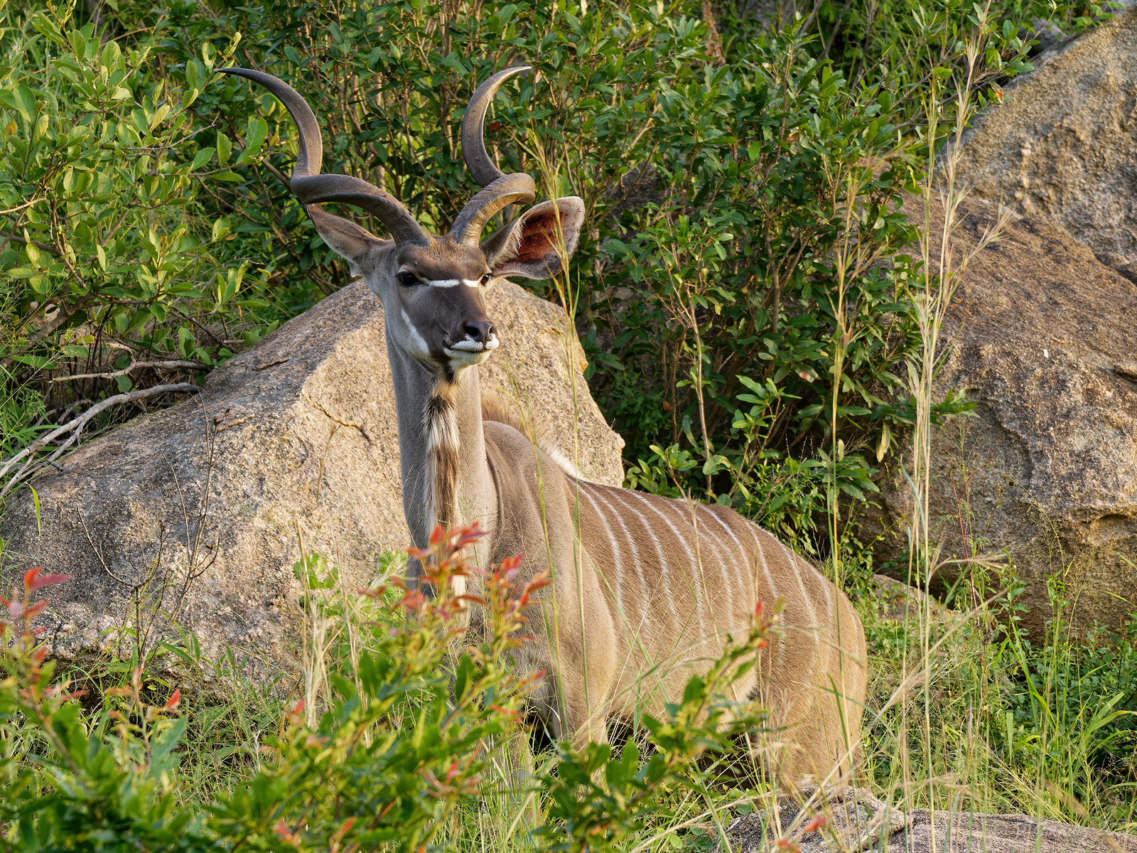 Greater Kudu by Frank Golding - BirdGuides