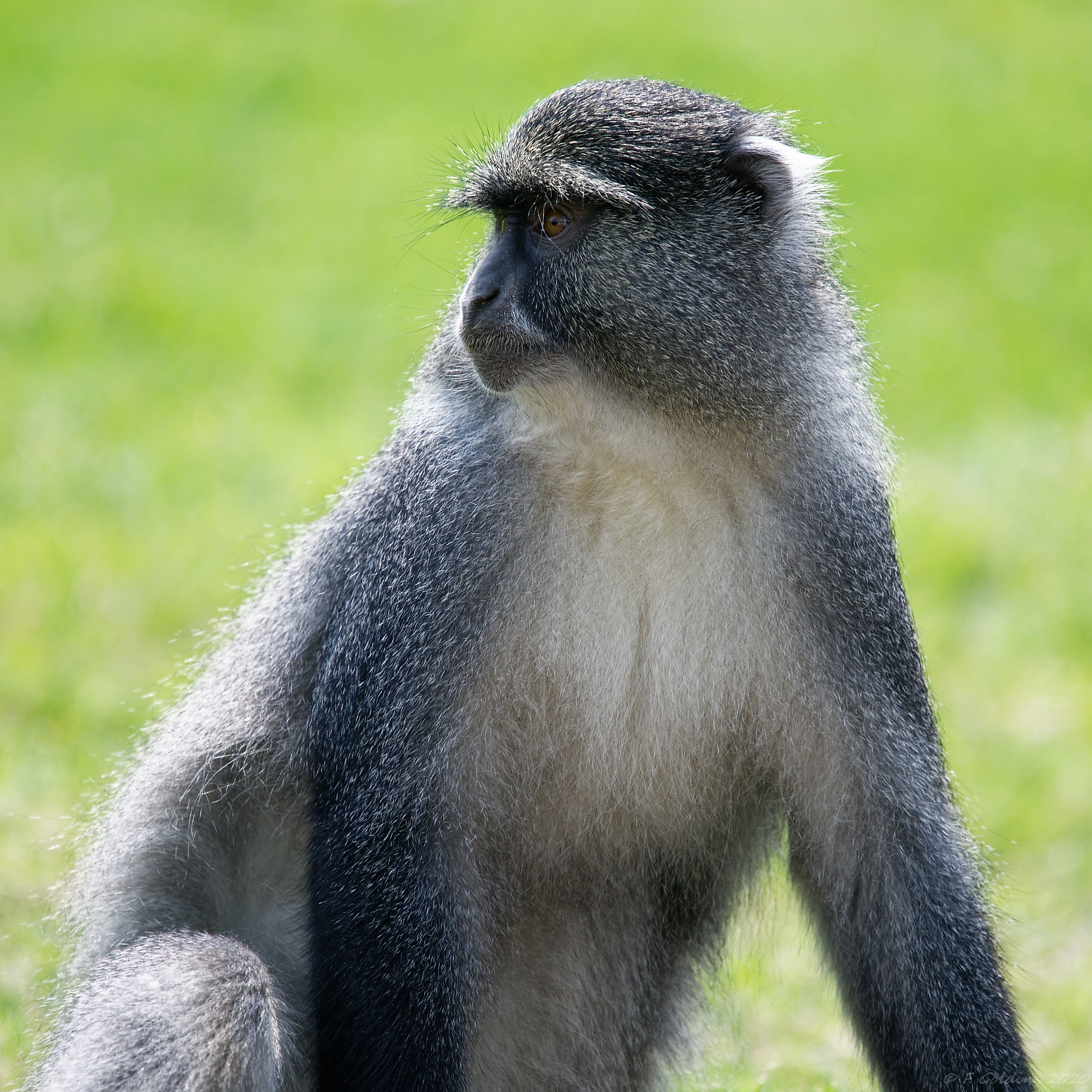 Sykes's Monkey by Frank Golding - BirdGuides