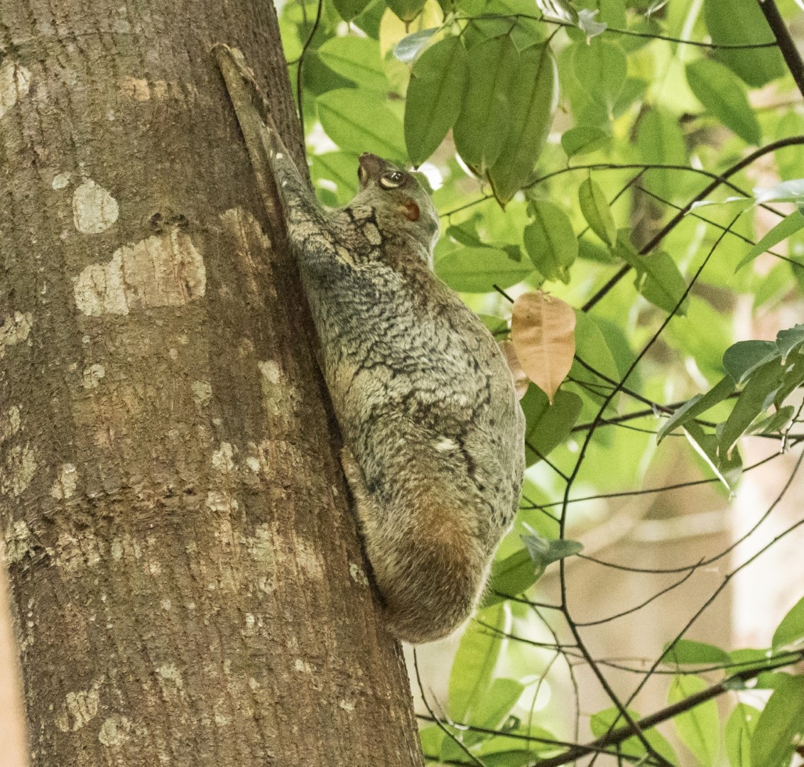 Sunda Flying Lemur by Tim Marshall - BirdGuides