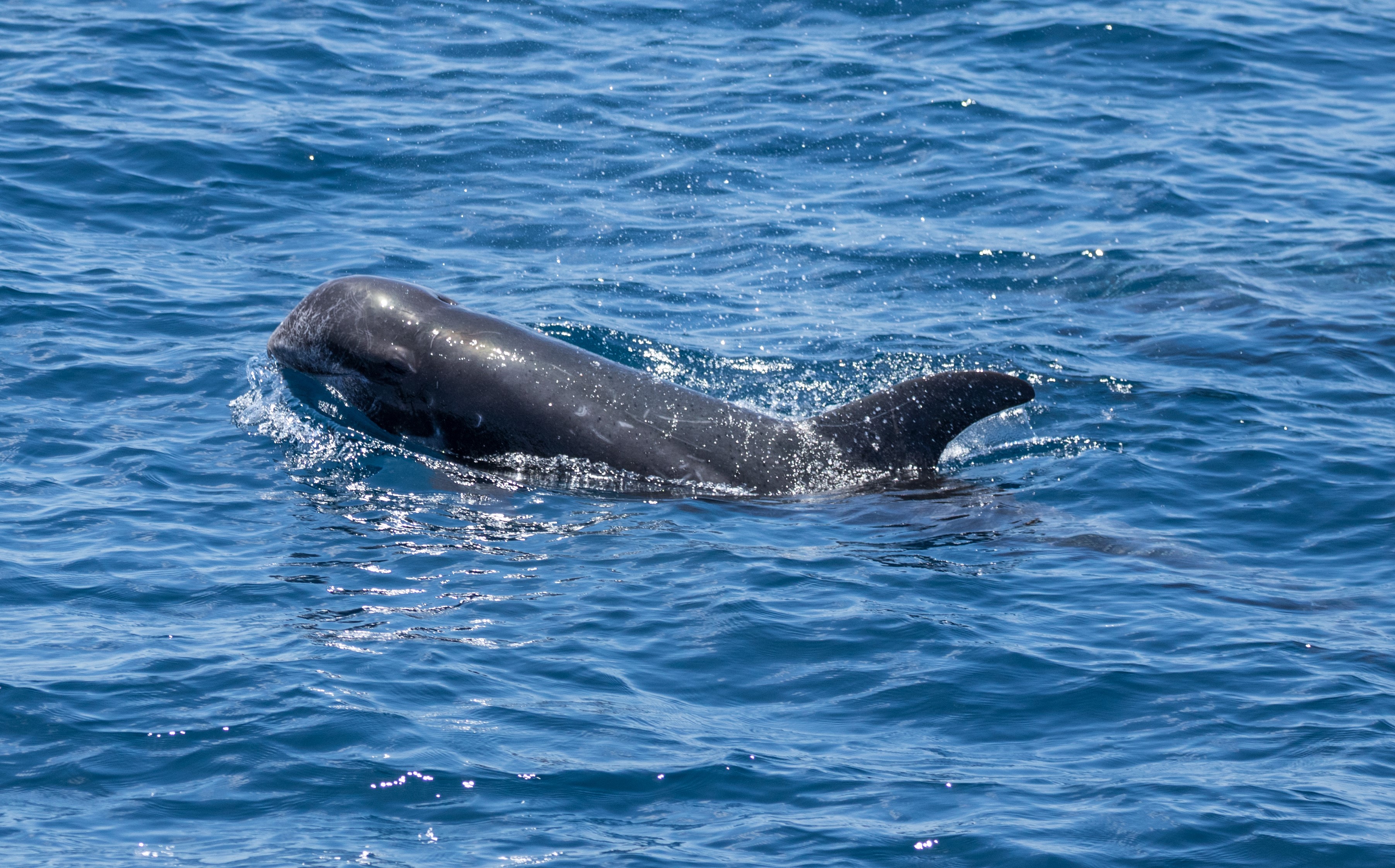 Details : Risso's Dolphin - BirdGuides