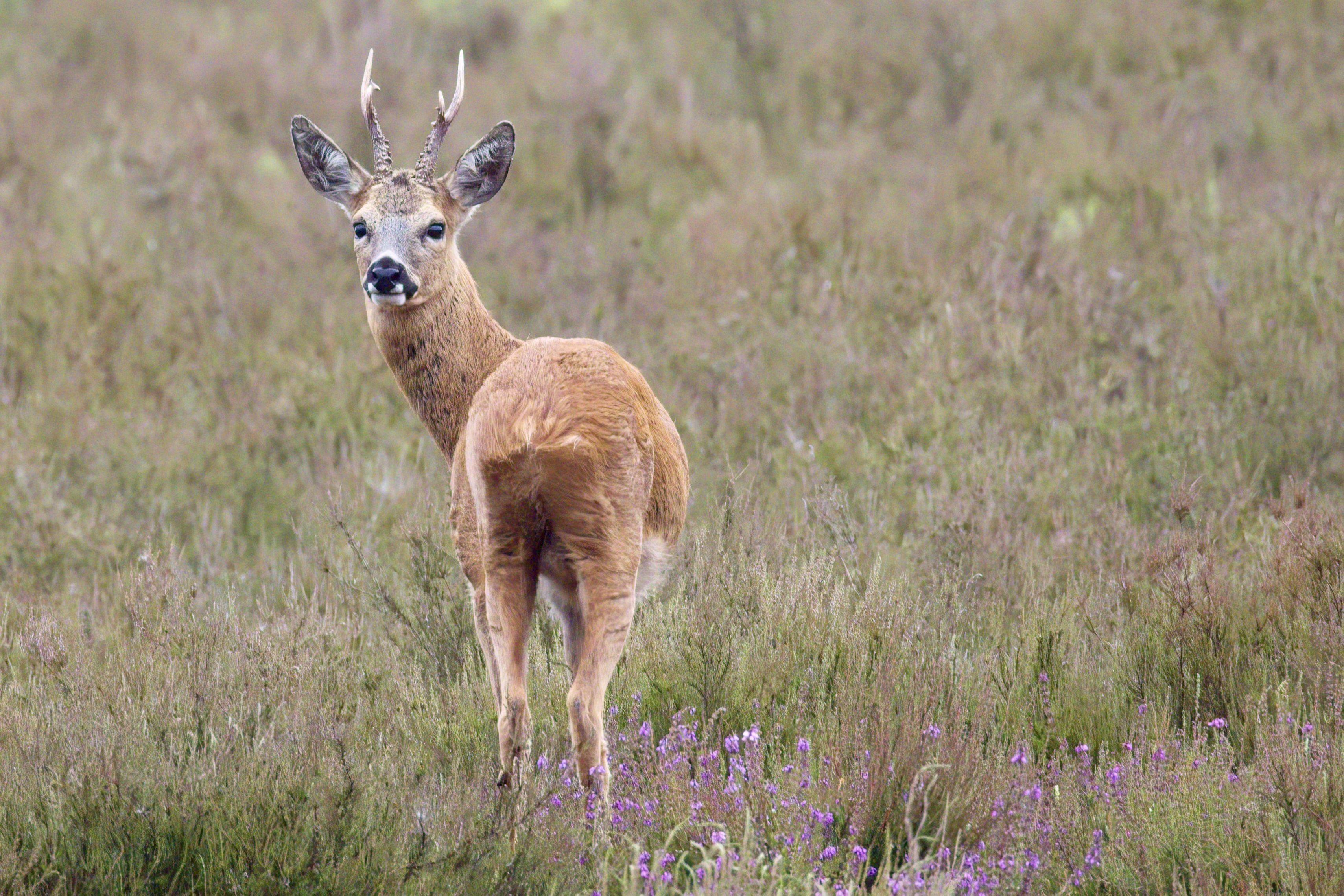 Roe Deer by Neil Woodford - BirdGuides