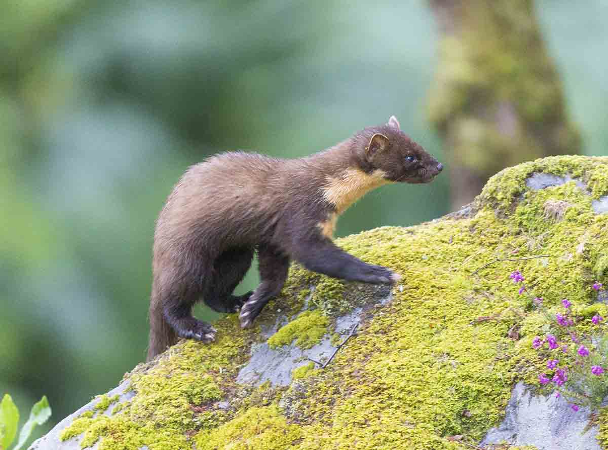 Details : Mustelids - BirdGuides