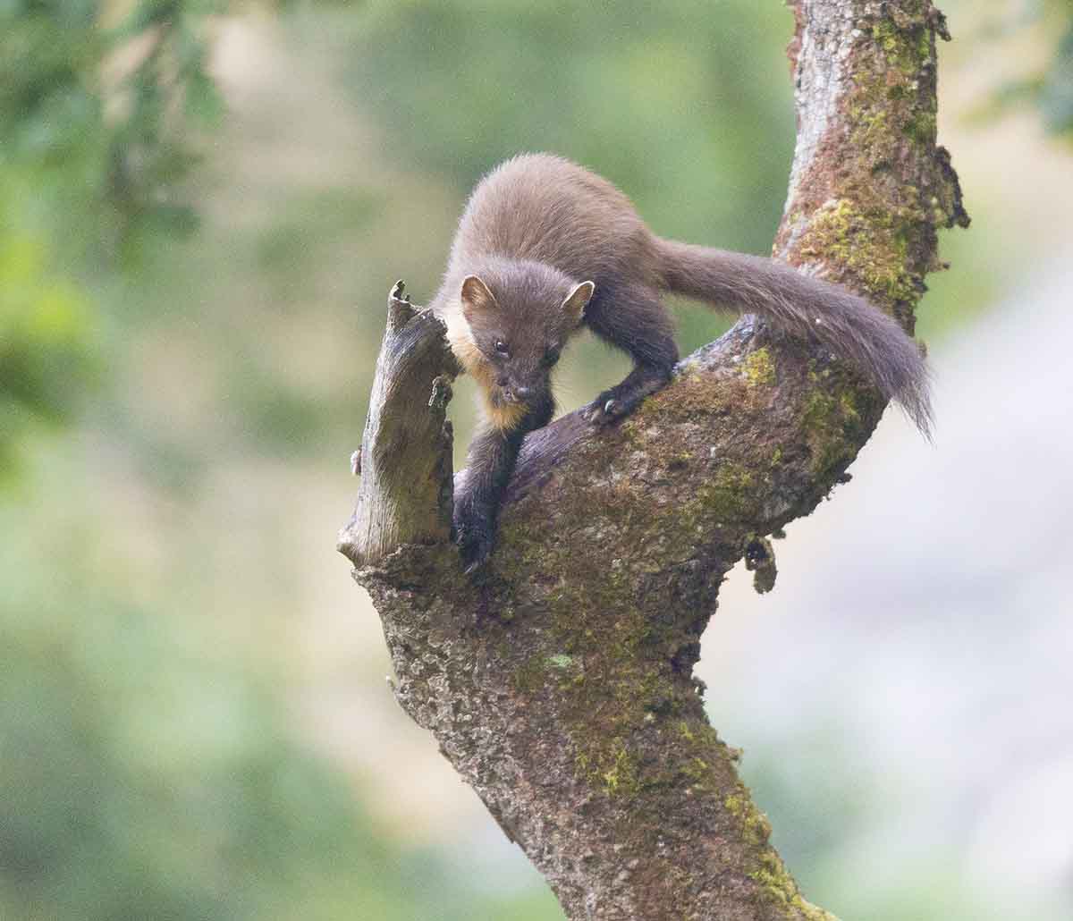 Details : Mustelids - BirdGuides