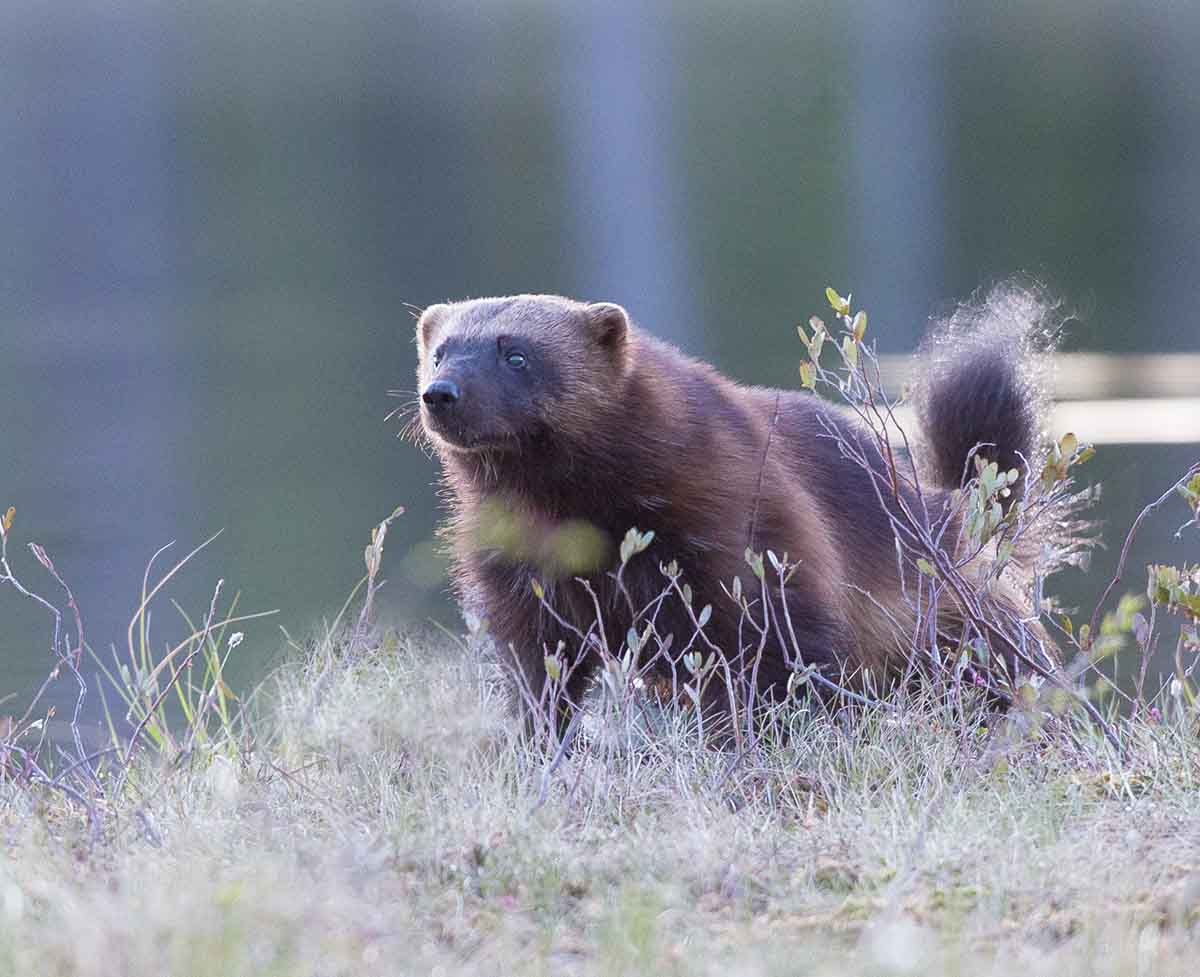 Wolverine by Ron Marshall - BirdGuides