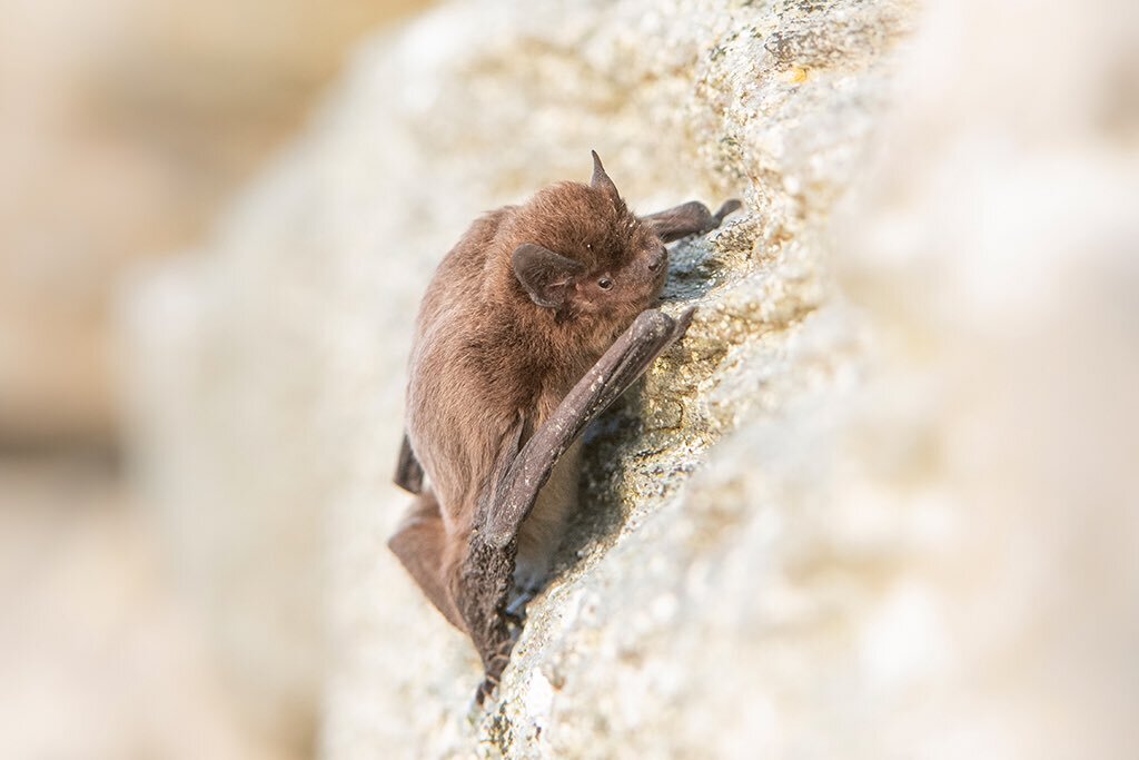 Nathusius' Pipistrelle by Brydon Thomason - BirdGuides