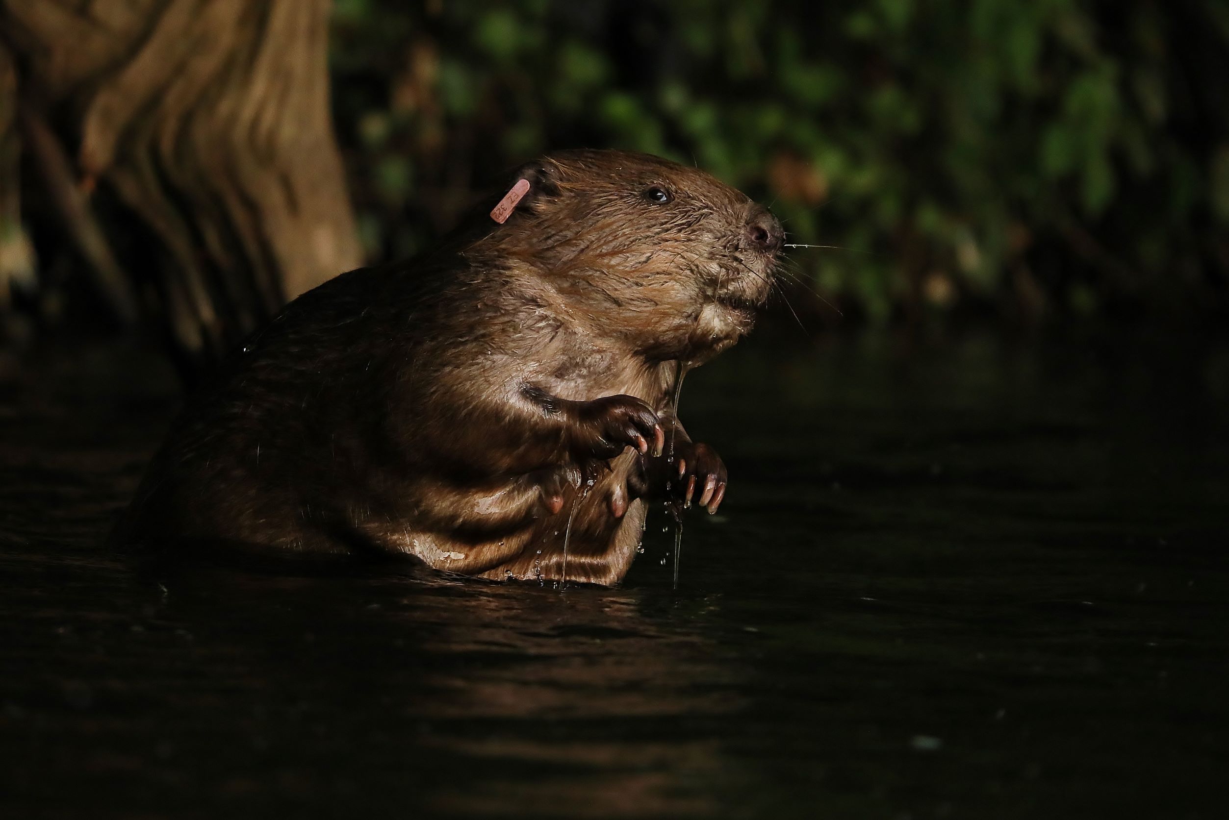 Public consulted about Gloucestershire beaver reintroduction - BirdGuides