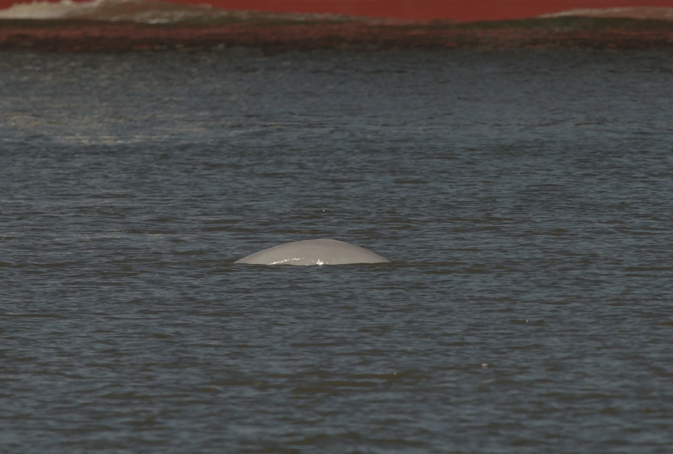 Details : Beluga Whale - BirdGuides