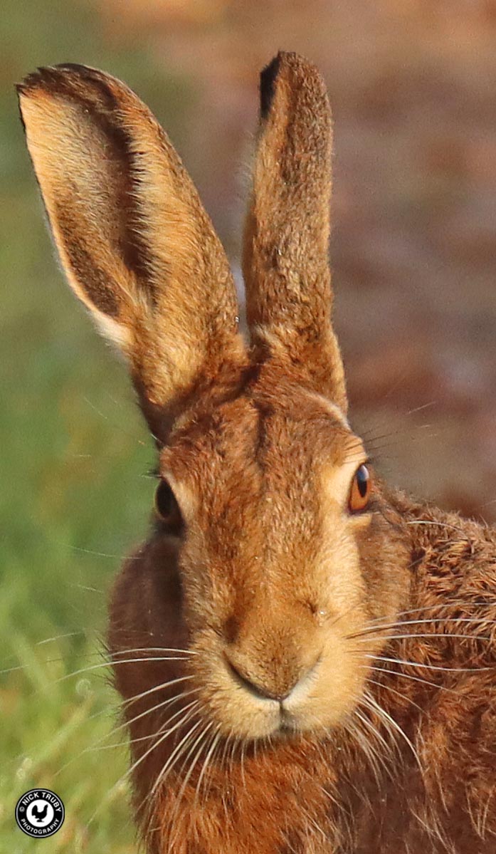 Details : Brown Hare - BirdGuides