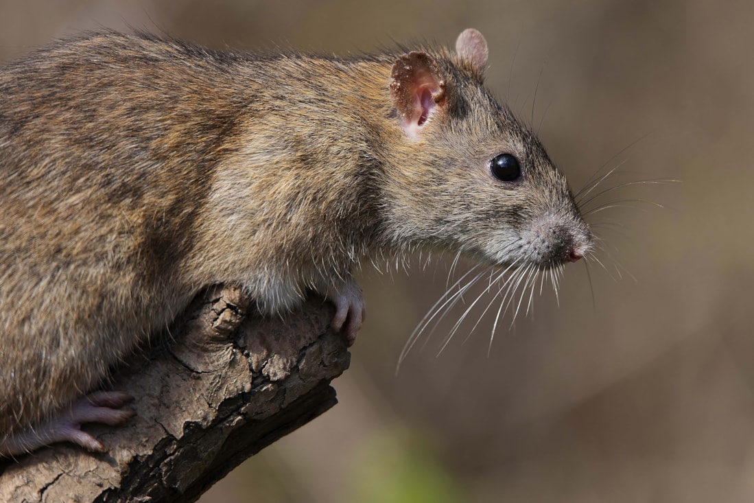 Brown Rat by Clive Daelman - BirdGuides