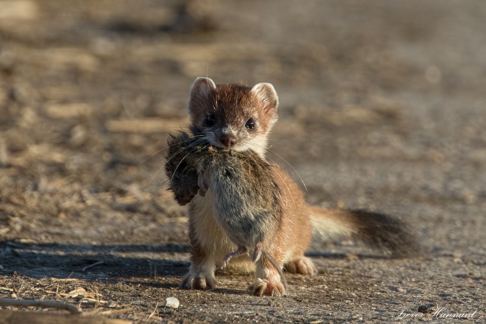 Stoat by Trevor Hannant - BirdGuides