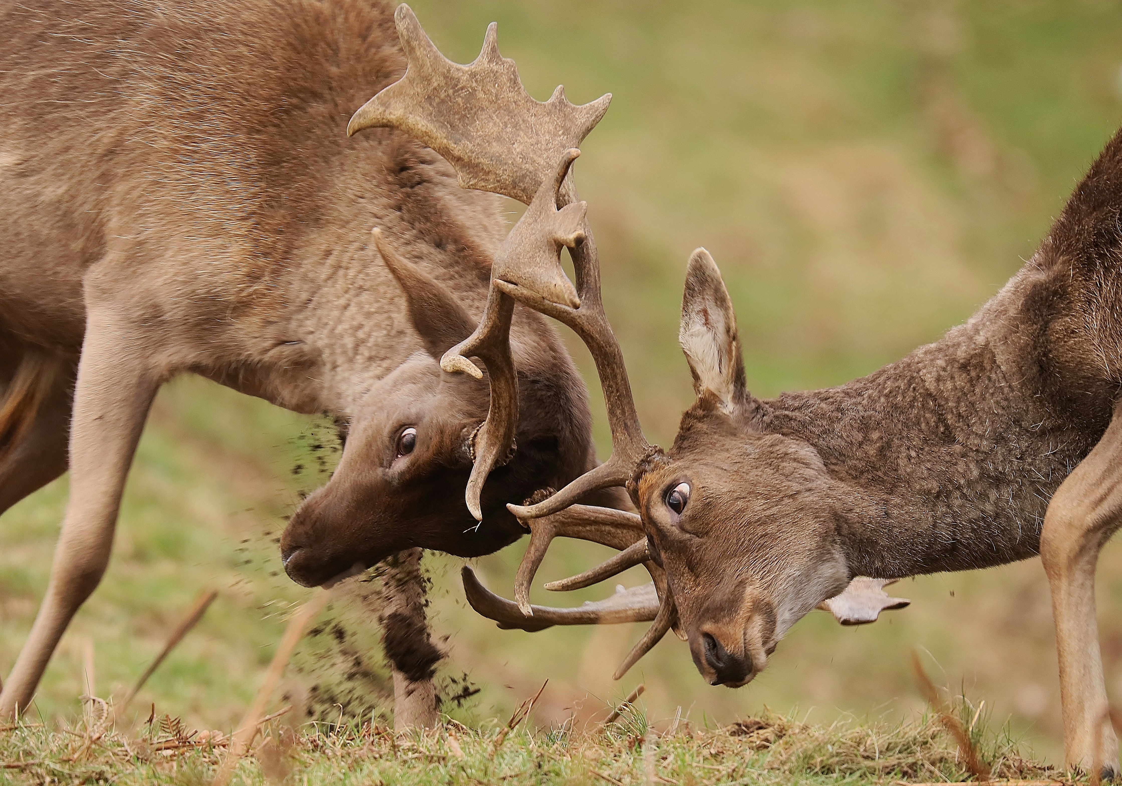 Fallow Deer by Clive Daelman - BirdGuides