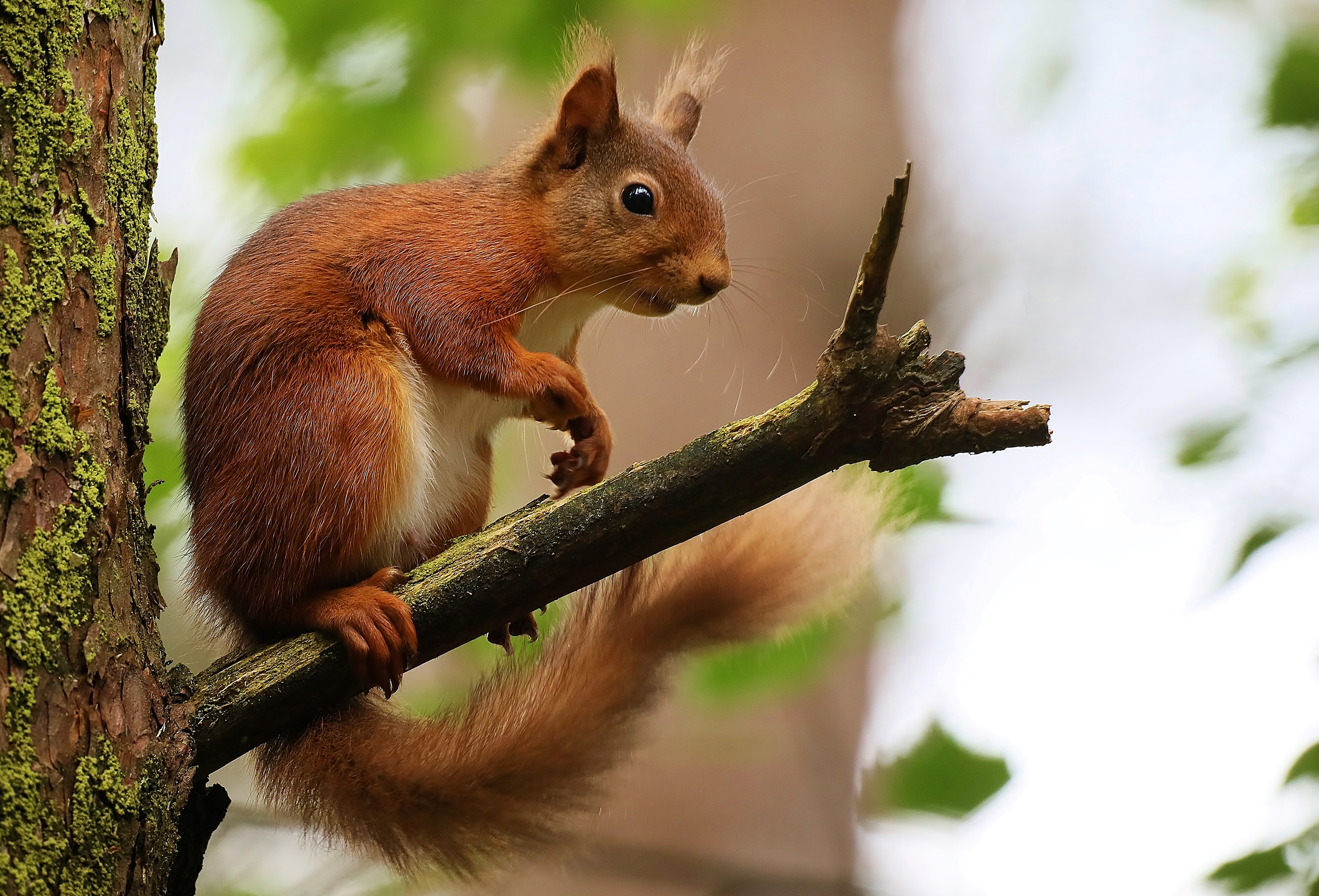 Grey Squirrels infiltrating last Red Squirrel strongholds, survey ...