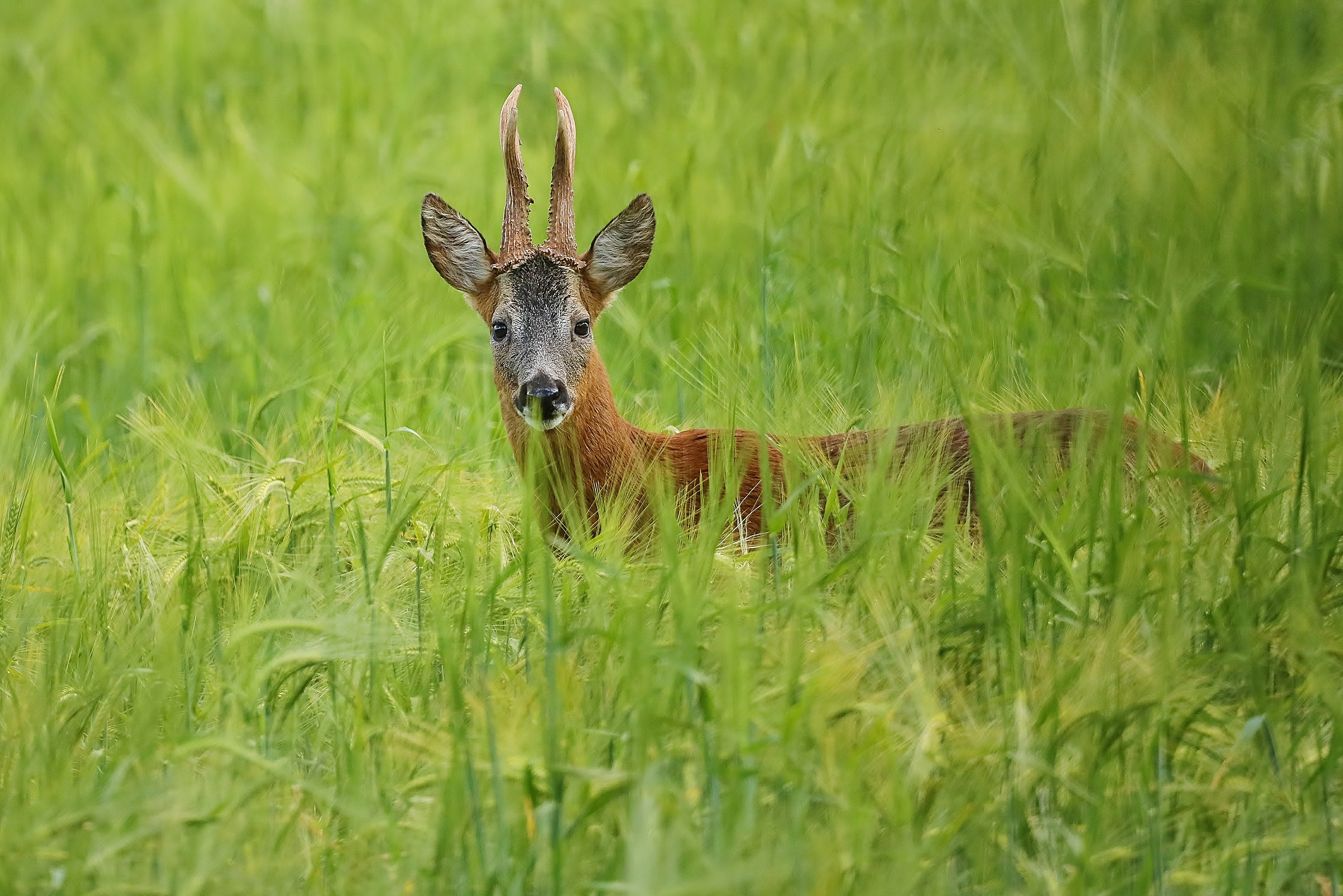 Roe Deer by Clive Daelman - BirdGuides