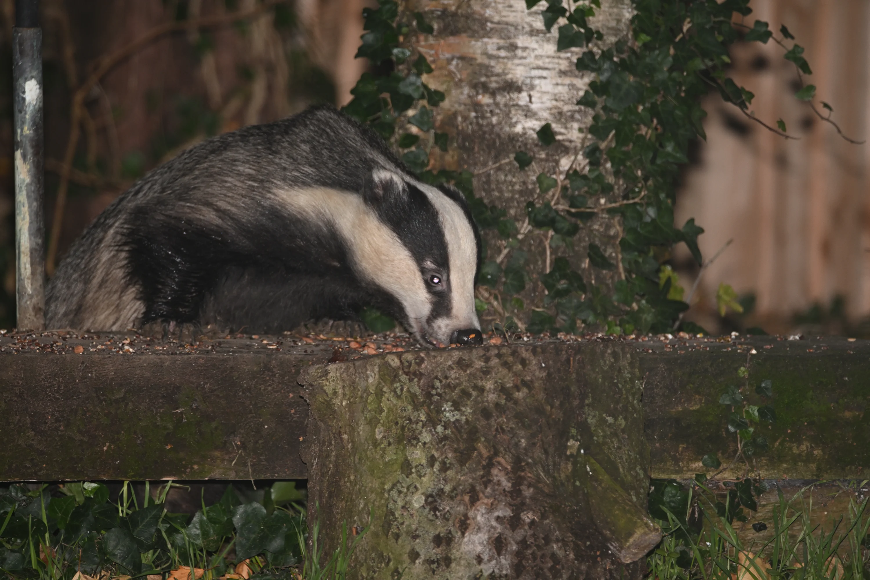 Details : European Badger - BirdGuides