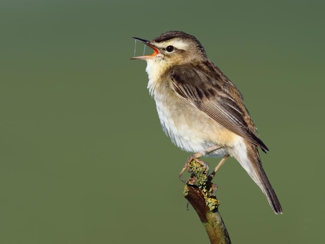 Rare bird news, sightings and reports - BirdGuides