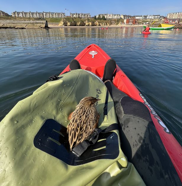 Corncrake rescued by kayaker in Northumberland - BirdGuides