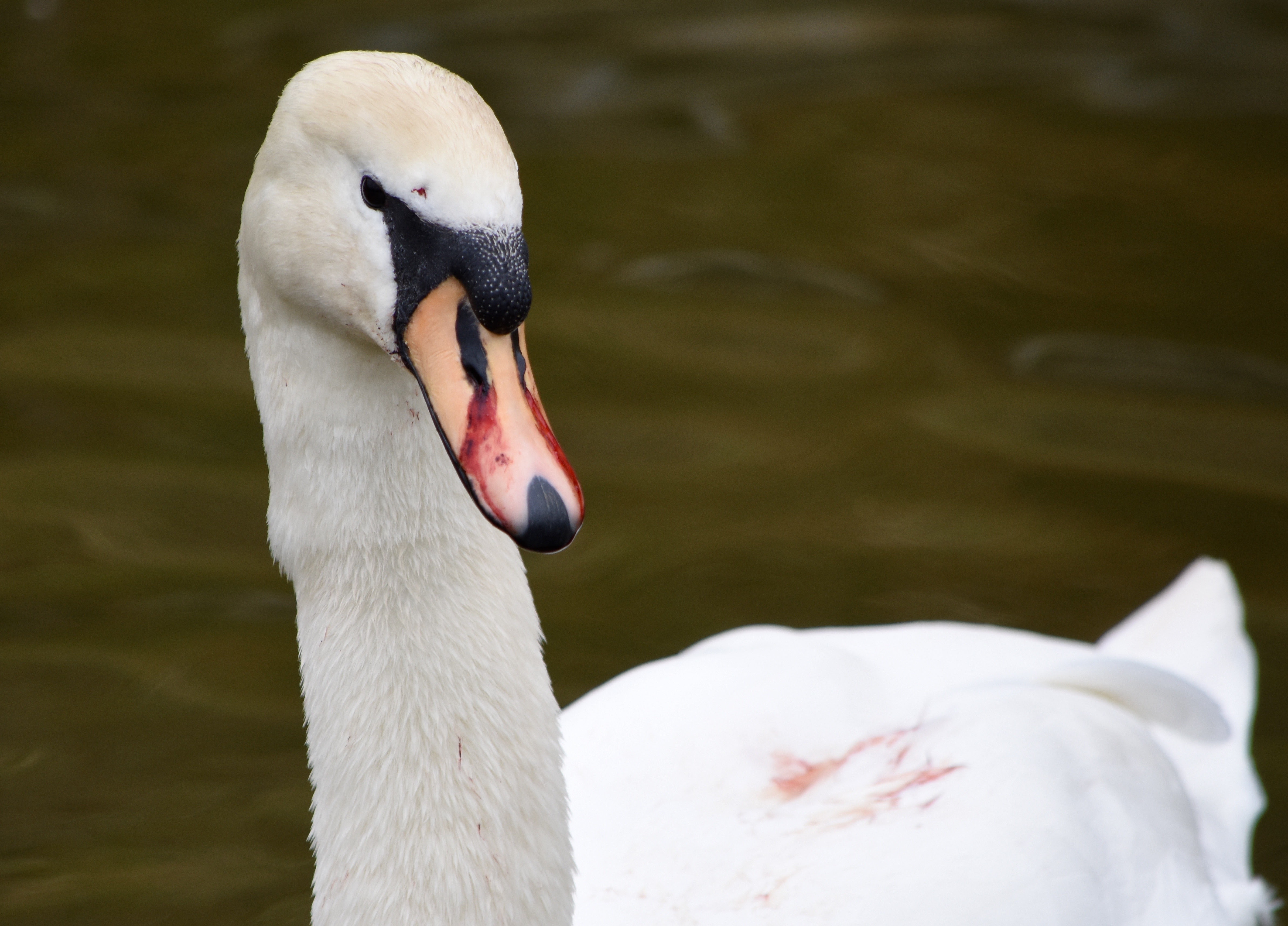 Mute Swan shot in the neck - BirdGuides