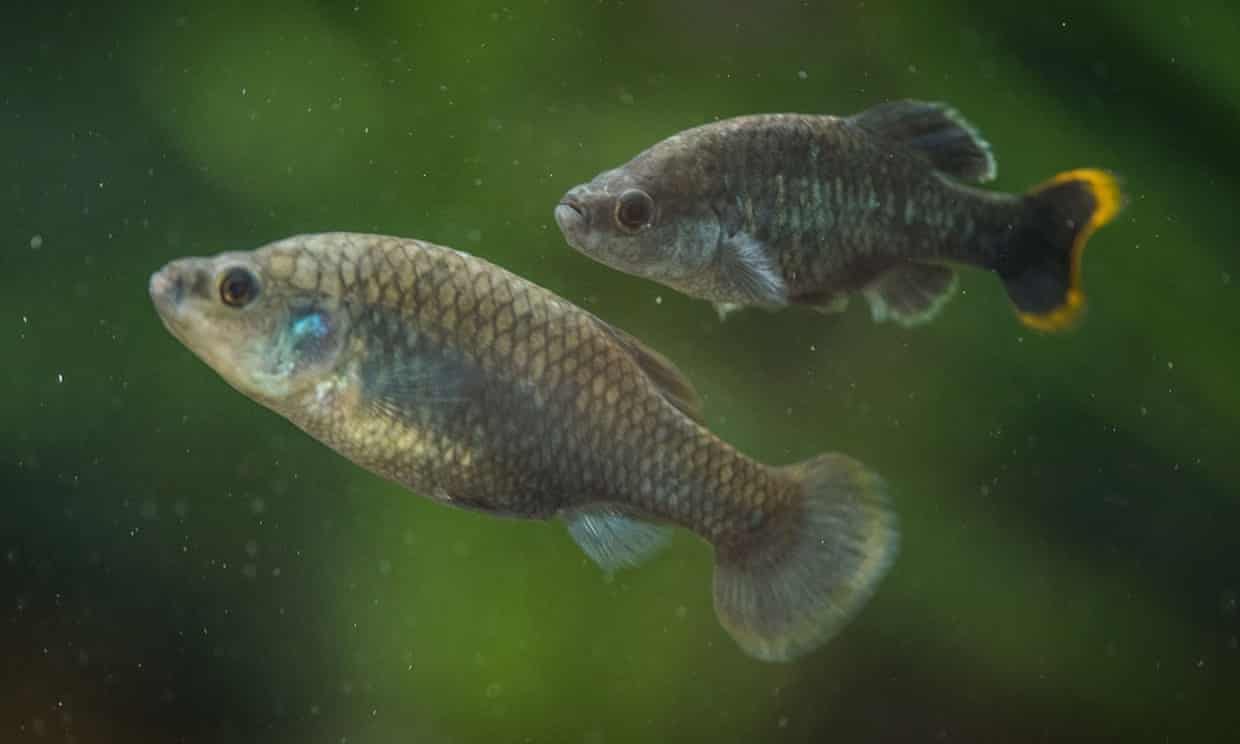 'Extinct' fish returns to wild - BirdGuides