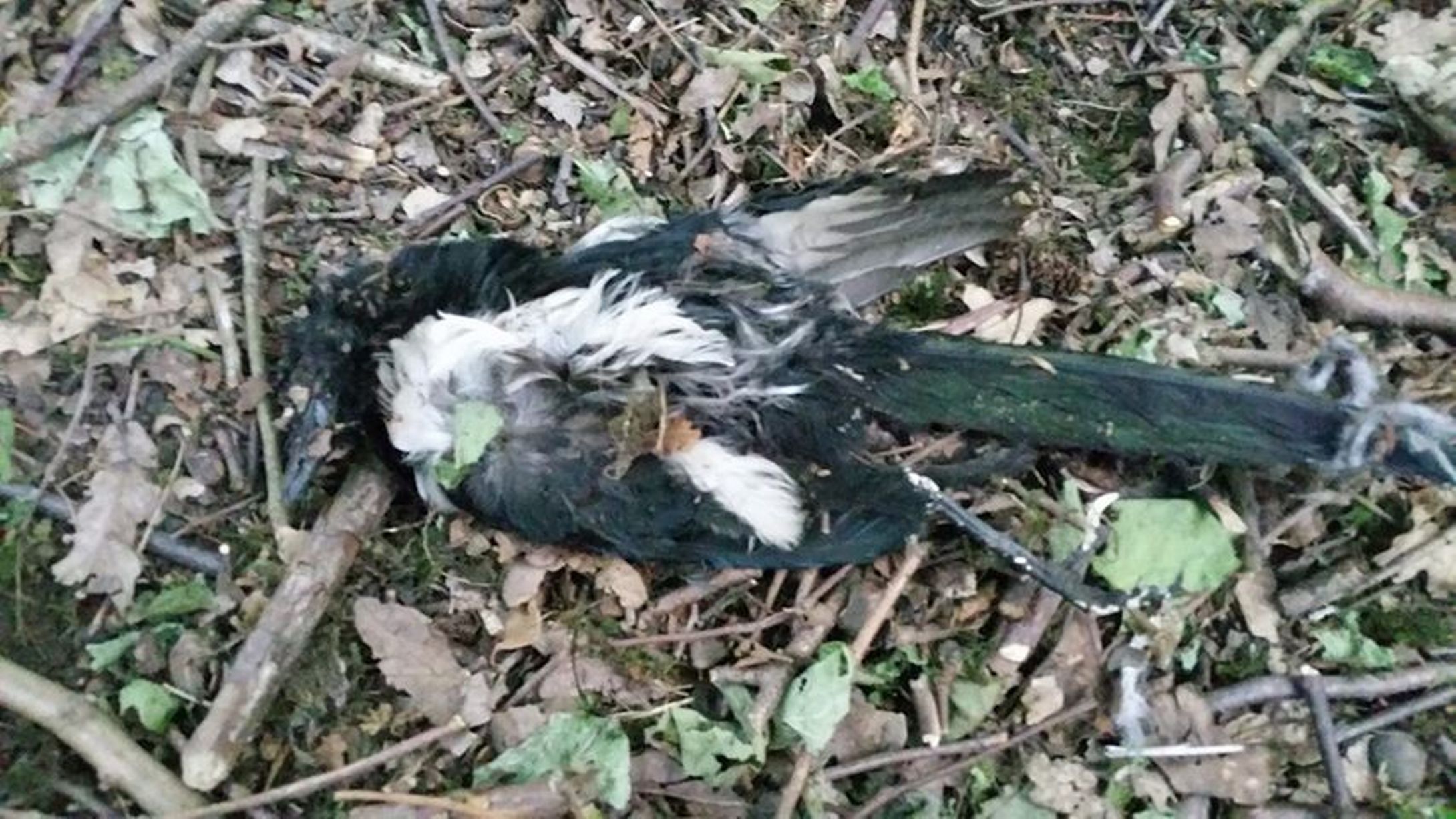 'Trampled' birds perish after illegal rave at nature reserve - BirdGuides