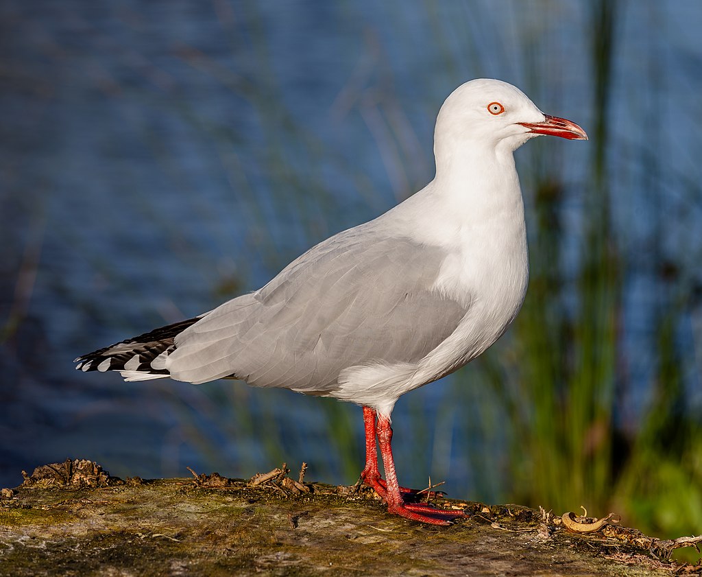 Some 1,000 Red-billed Gulls moved to make way for ferry terminal ...