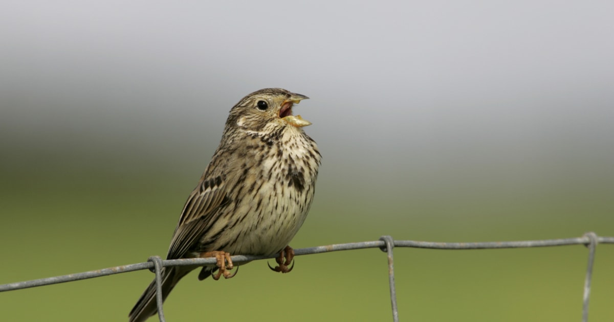 RSPB farm brings hope of nature-friendly farming - BirdGuides