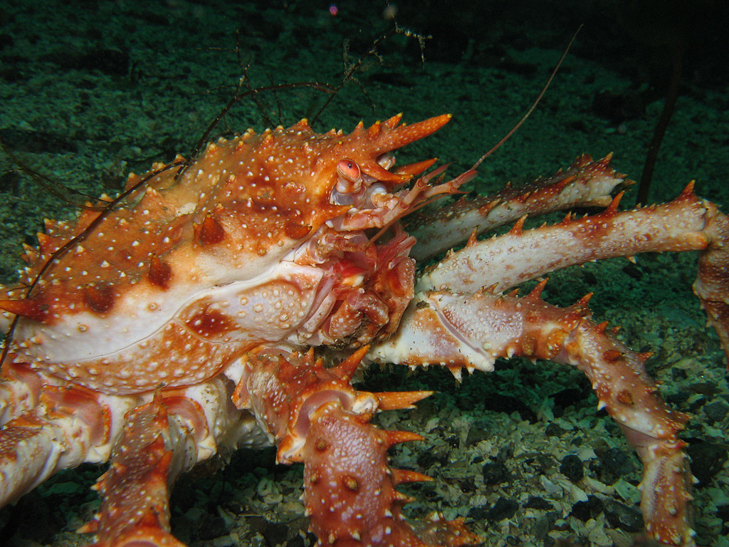 Invasive crab discovery proves false alarm - BirdGuides