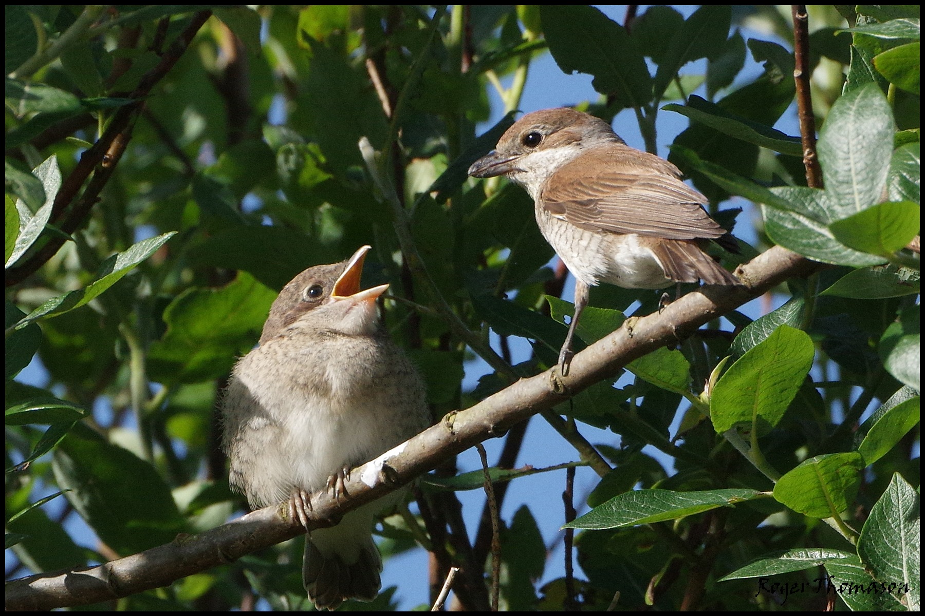 Red-backed Shrike breeds successfully in Shetland - BirdGuides