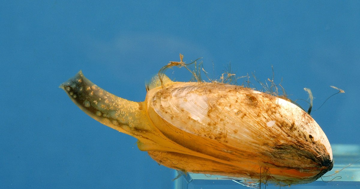 Invasive mussel found in East Midlands waters - BirdGuides