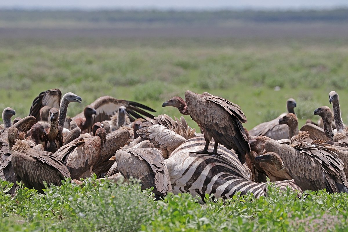 Hooded Vulture plunging towards extinction as Guinea-Bissau death toll ...