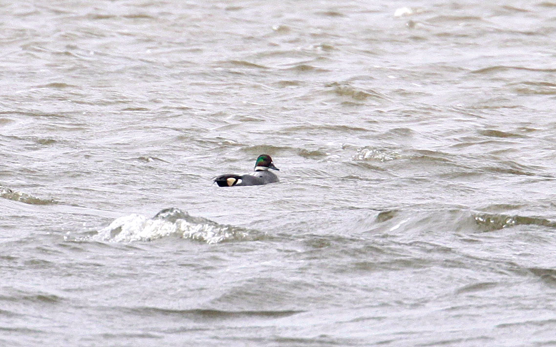 Falcated Duck added to Category A of Irish list - BirdGuides