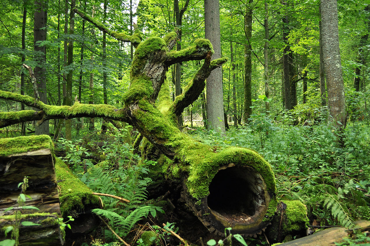 Poland to resume logging in Białowieża Forest - BirdGuides