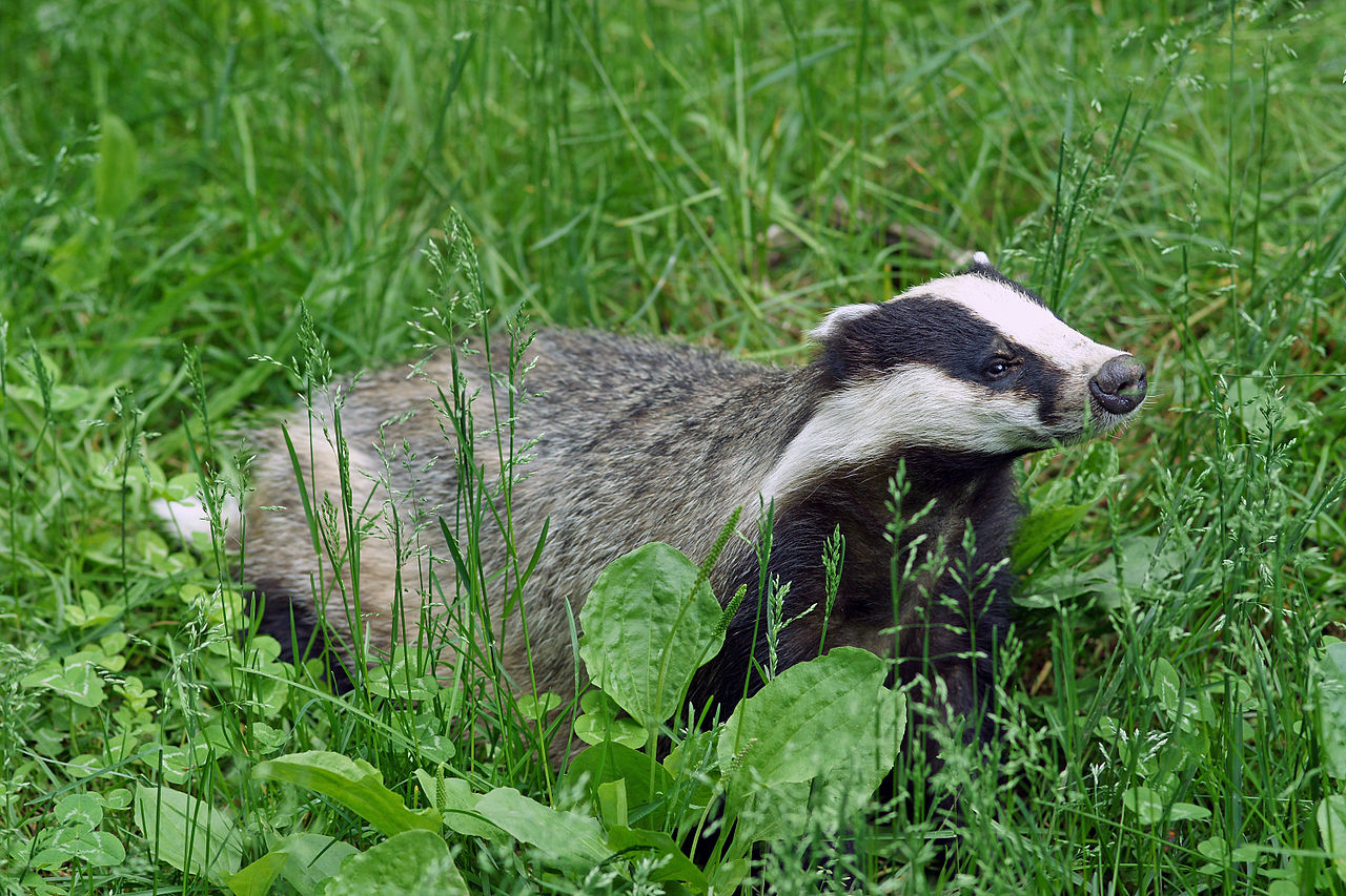 Controversial badger cull expanded across England - BirdGuides