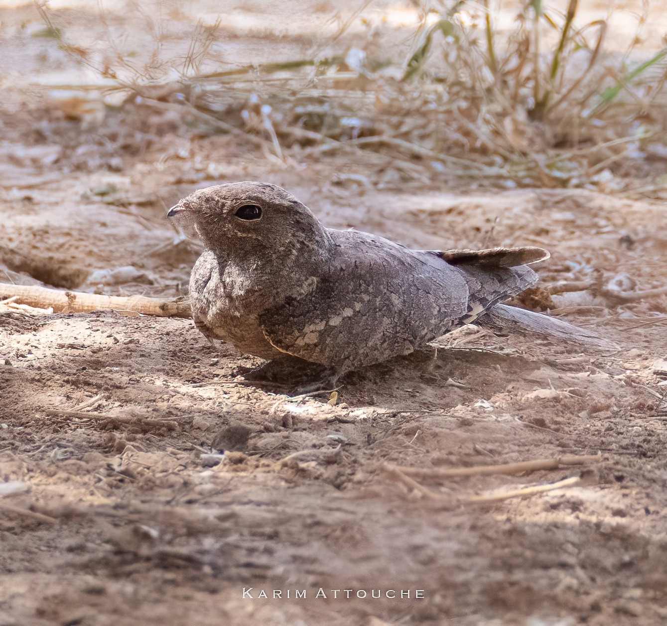 Algerian birders reveal major surprises in south of country - BirdGuides