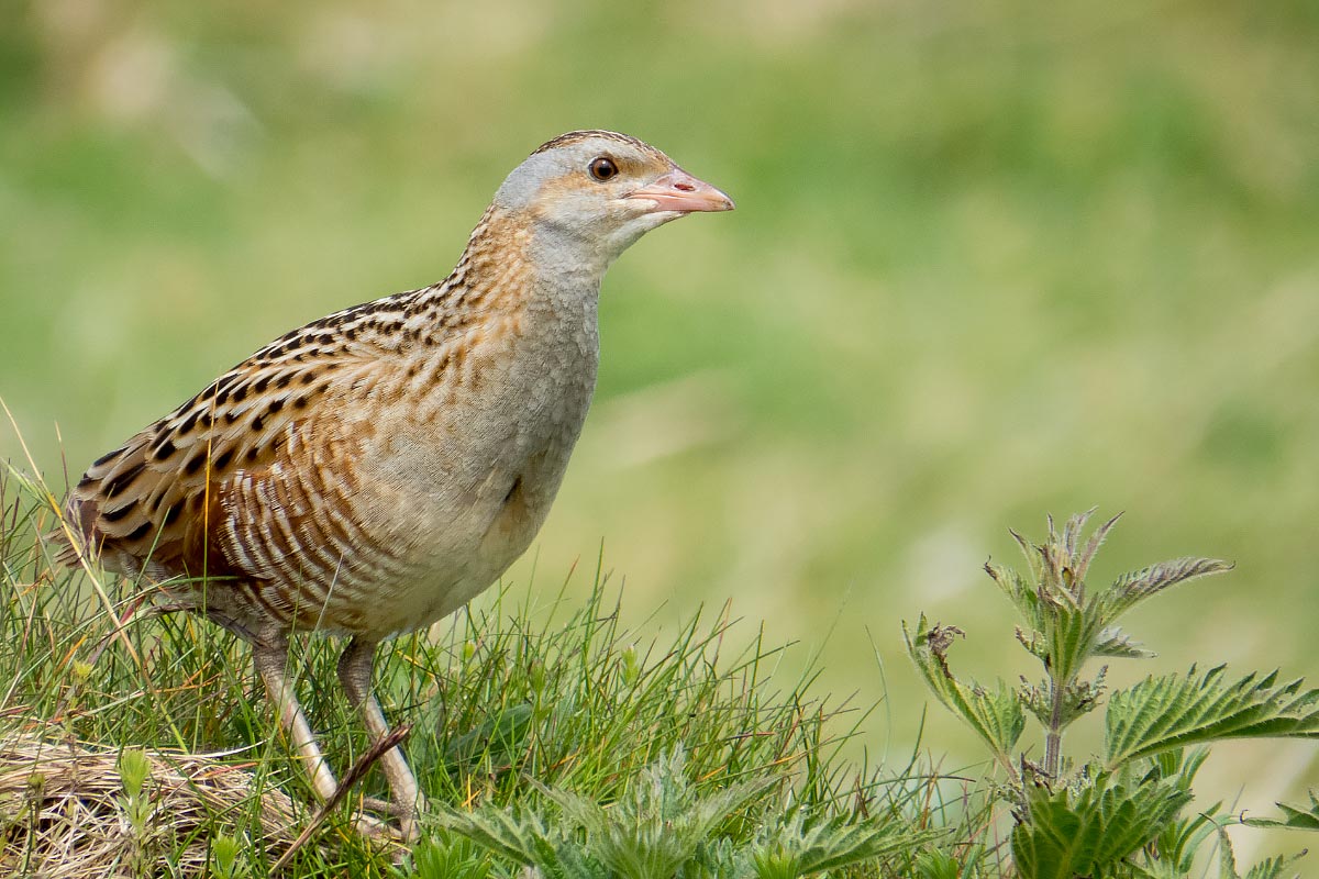 Huge EU cash injection for Irish Corncrakes - BirdGuides