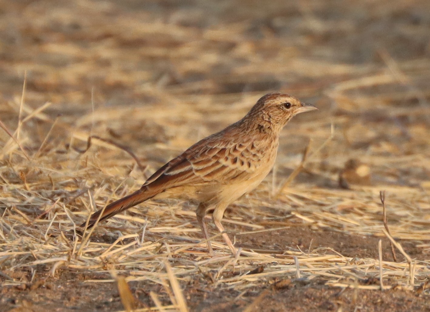 Rusty Bush Lark seen for first time in 94 years - BirdGuides
