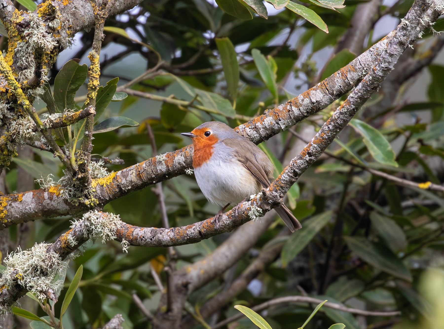 Western Palearctic set for two new robin species - BirdGuides