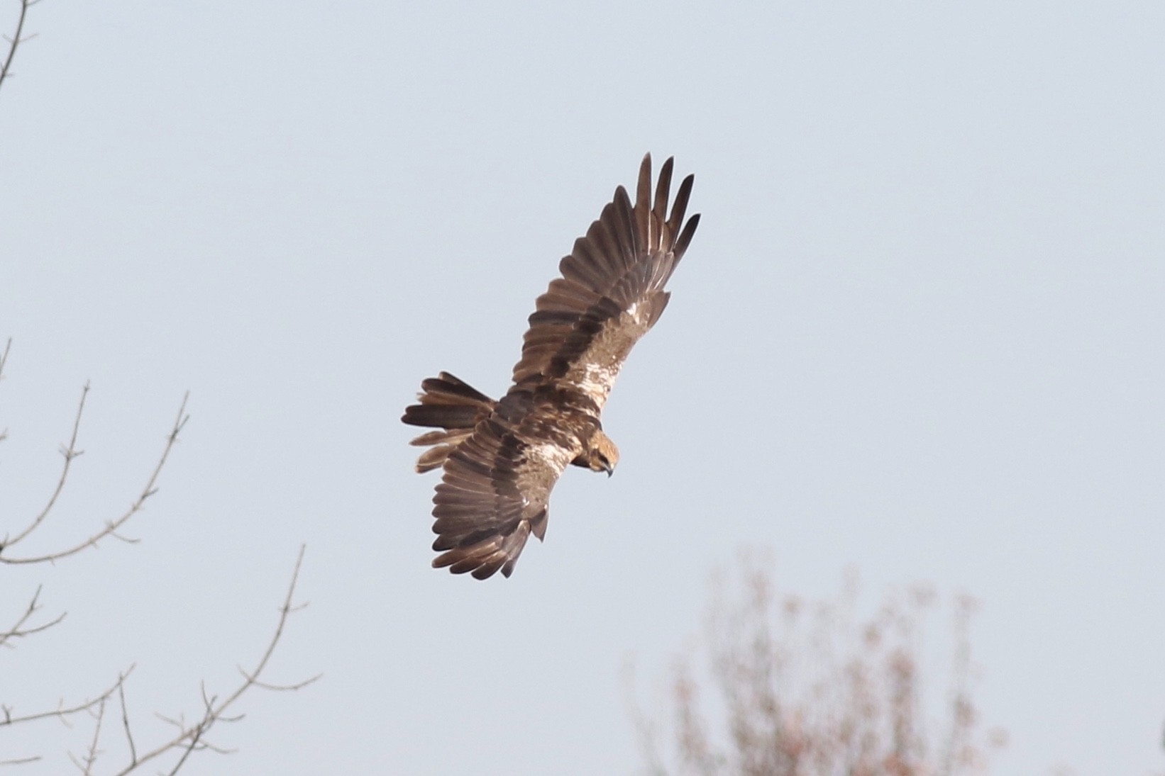 Vagrant Western Marsh Harrier killed in plane strike in US - BirdGuides