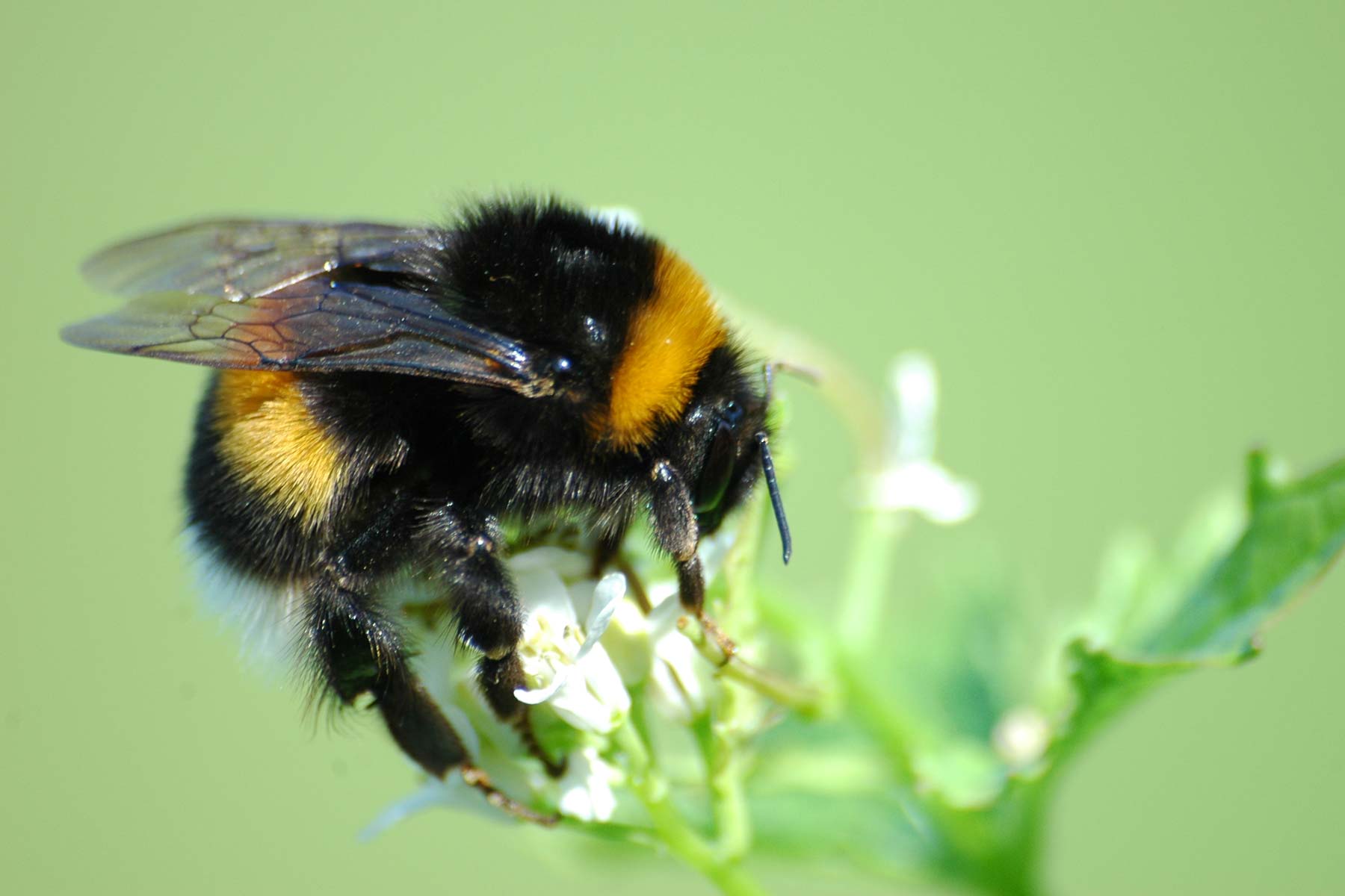 UK Government outlines complete ban on bee-killing pesticides - BirdGuides