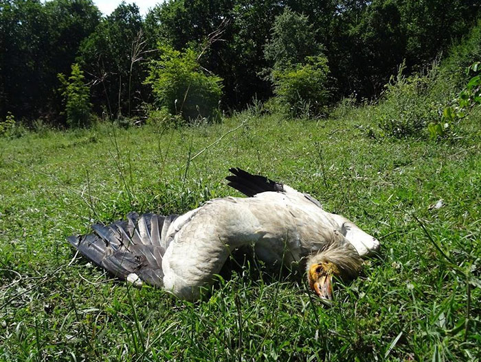 Egyptian Vulture family party found dead - BirdGuides