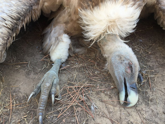 Spanish farmer jailed for killing Griffon Vultures - BirdGuides