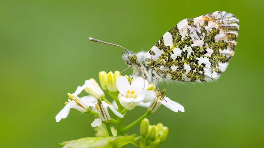 Survey reveals shocking insect decline across UK since 2004 - BirdGuides