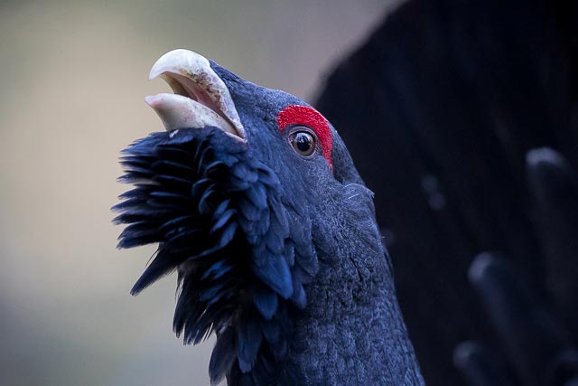 Guidance published to protect capercaillie this breeding season ...