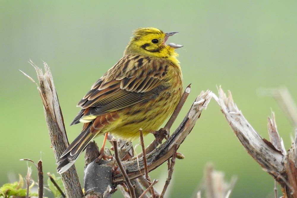 Plans announced for largest-ever nature recovery project in Cornwall ...