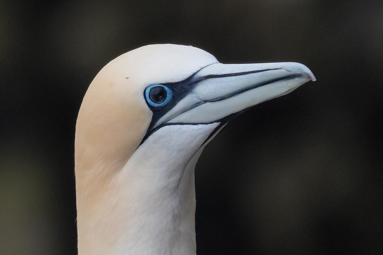 Black eyes indicate bird flu survival in Northern Gannets - BirdGuides