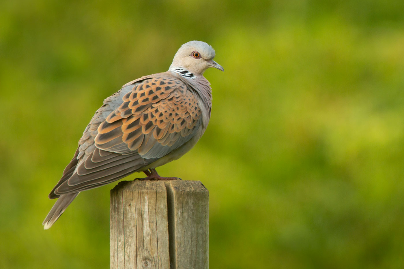 Turtle dove survey finds numbers at low ebb - BirdGuides