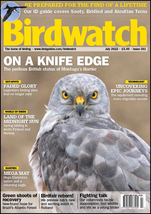 Inside the July 2022 issue of Birdwatch magazine - BirdGuides