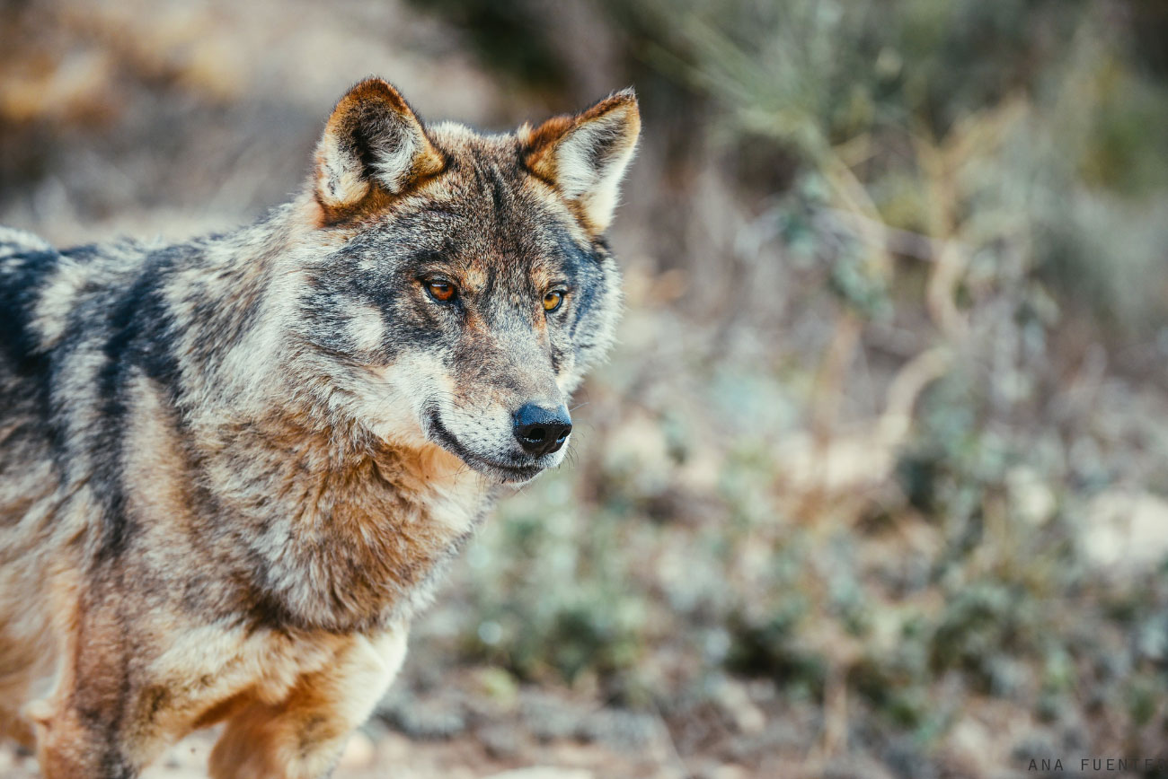 Europe lowers Wolf protection status - BirdGuides