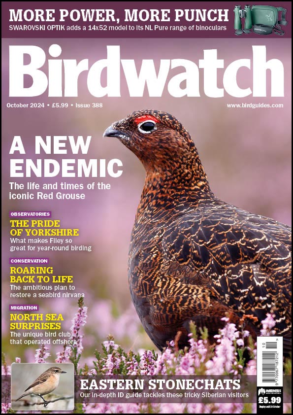 Inside the October 2024 issue of Birdwatch - BirdGuides